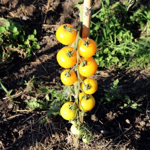 Tomatoes - Buy Seeds Online