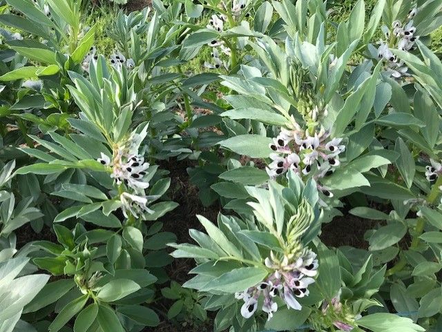 Broadbean - Scottish