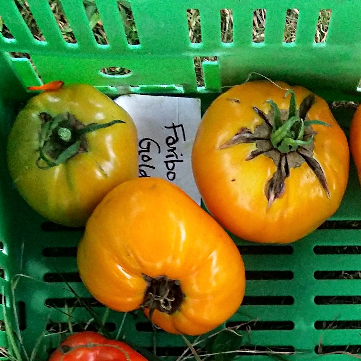 Tomatoes - Buy Seeds Online - Page 2