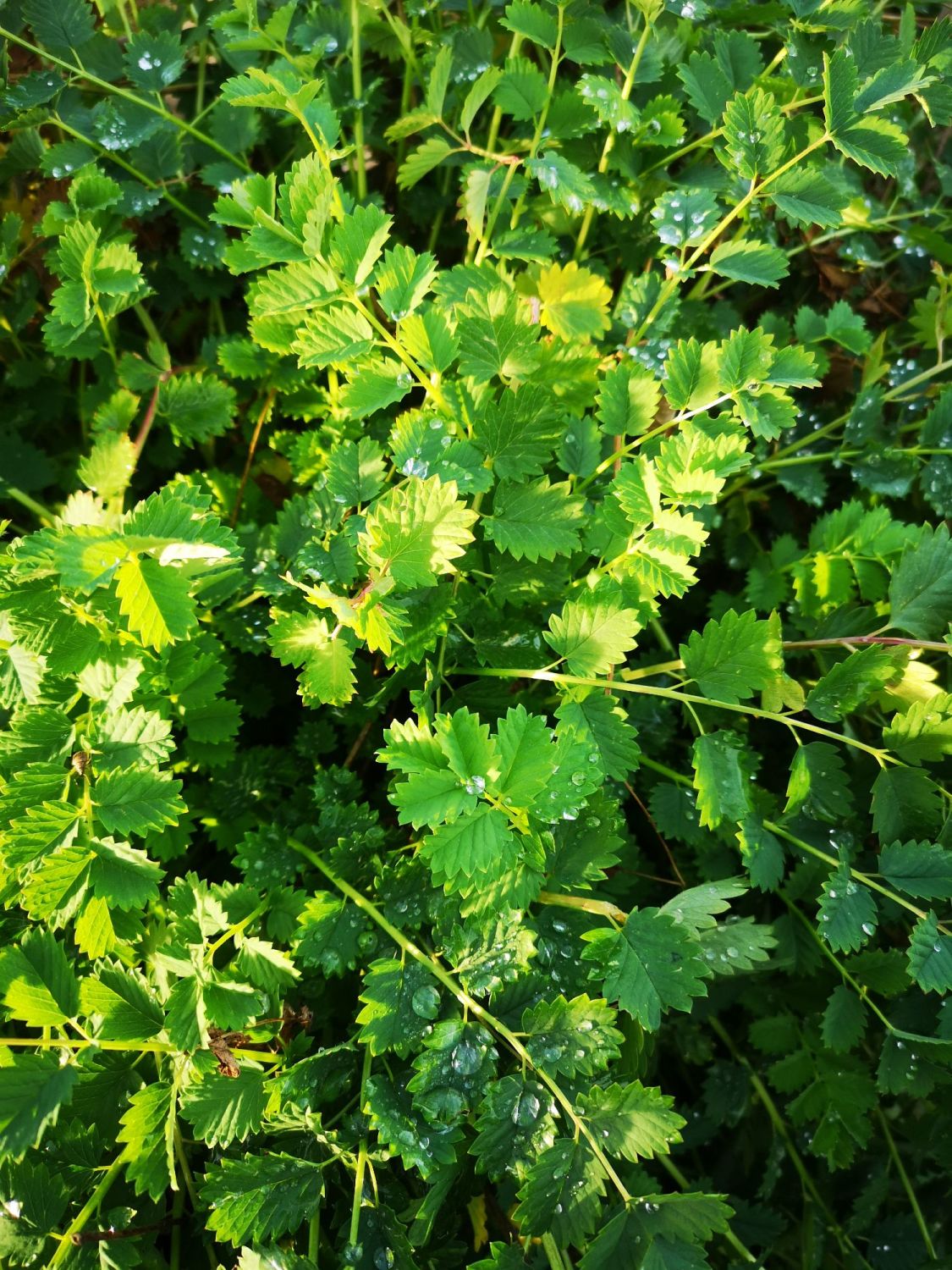 Salad Burnet