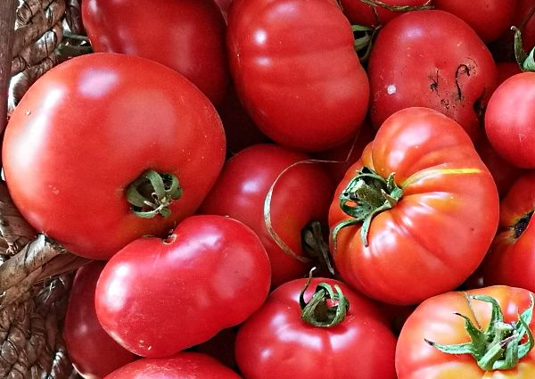 Tomato - Carlton Victory