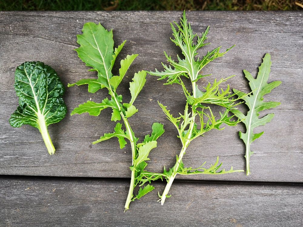 Easy Pick Greens Mix