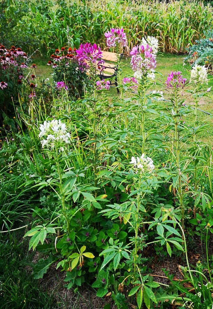 Cleome - Heritage Queen Mix