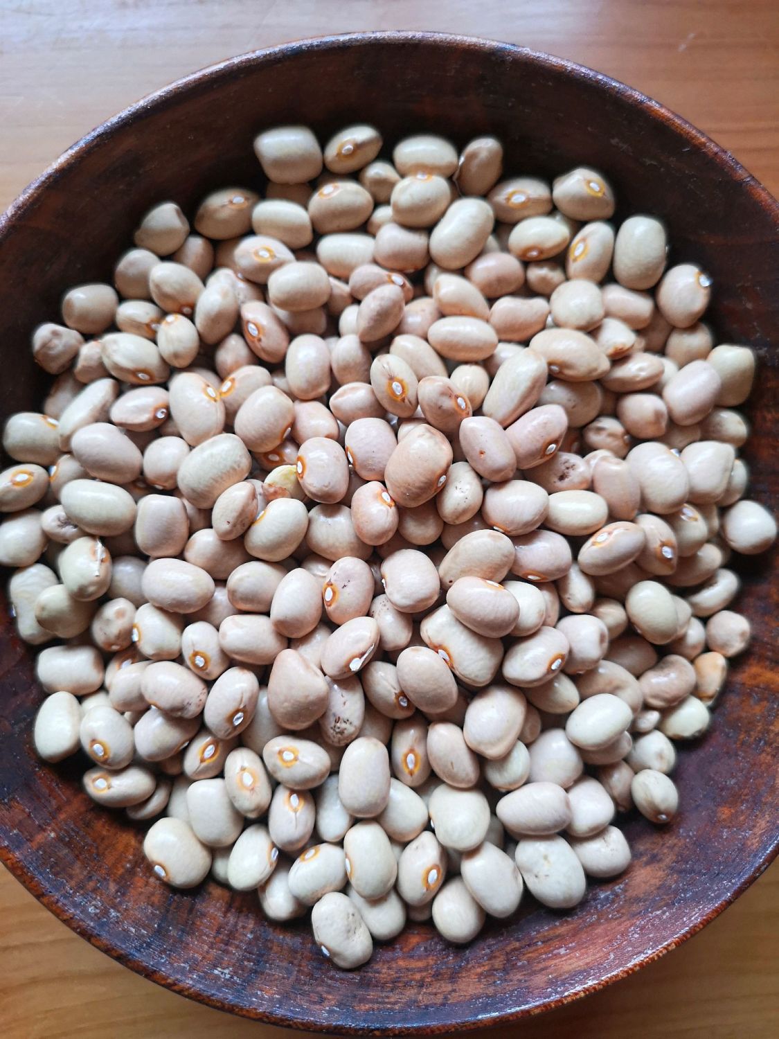 Bean - Multi-Purpose - Bumpy