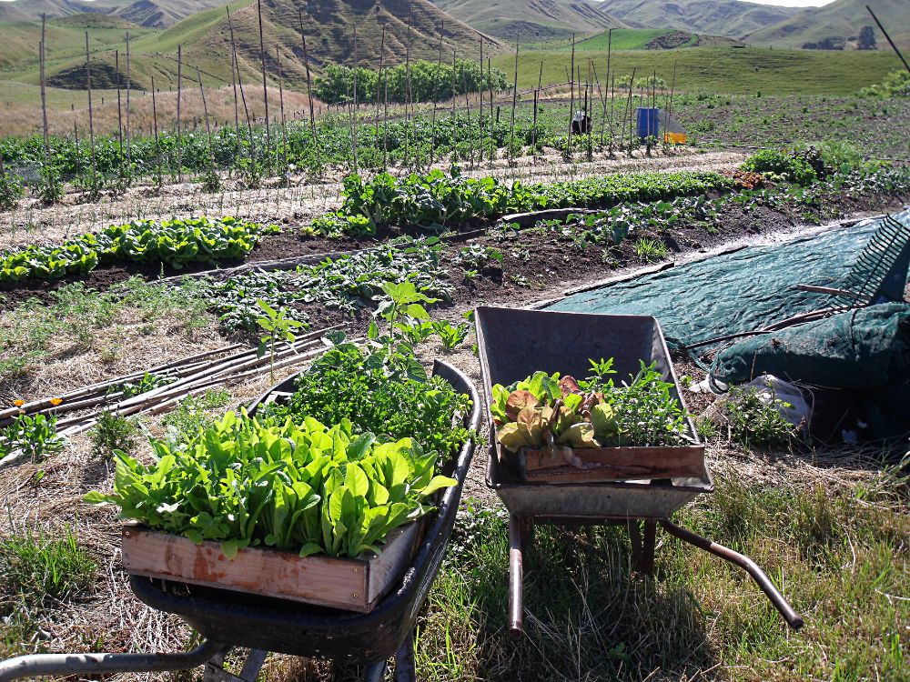 Easy Grow Combo Packs - Buy Seeds Online