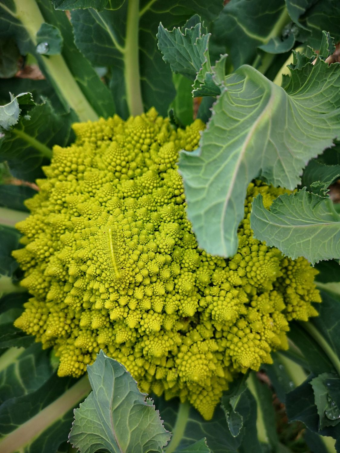 Broccoli - Romanesco