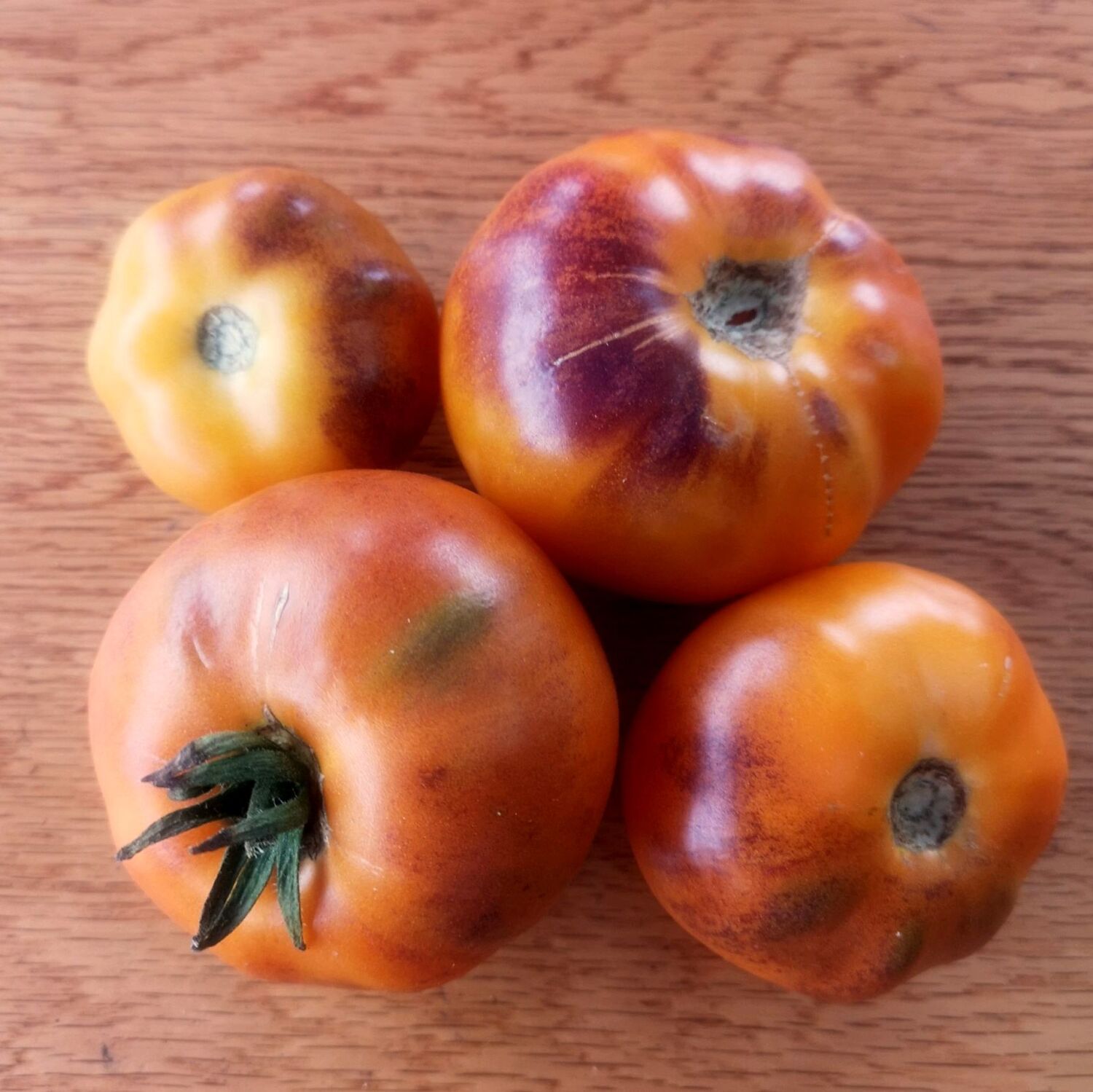 Tomatoes - Buy Seeds Online