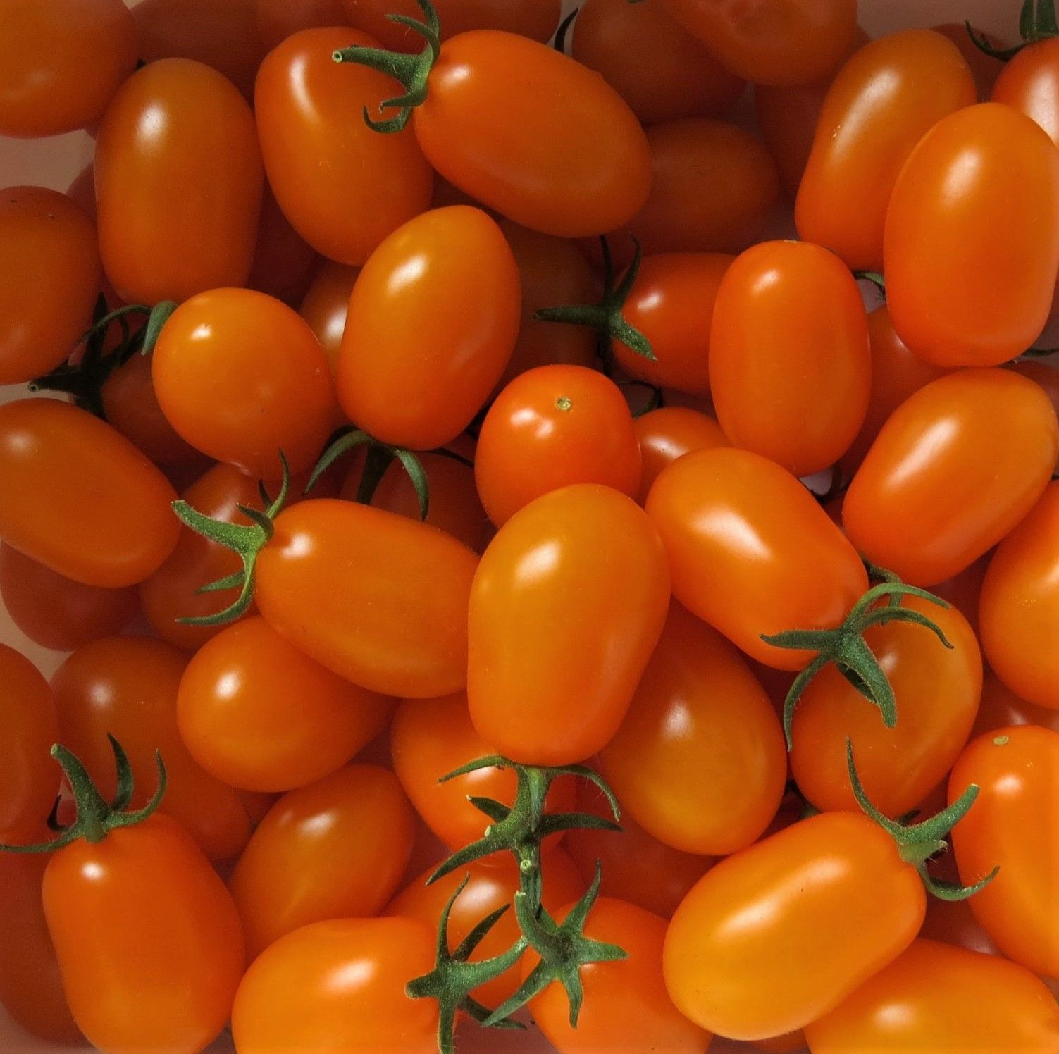 Tomatoes - Buy Seeds Online - Page 2