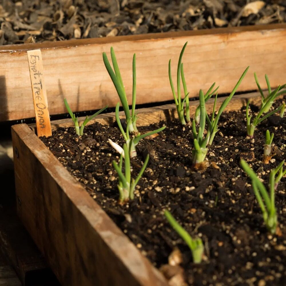 Setha's Seeds NZ Heritage Seeds