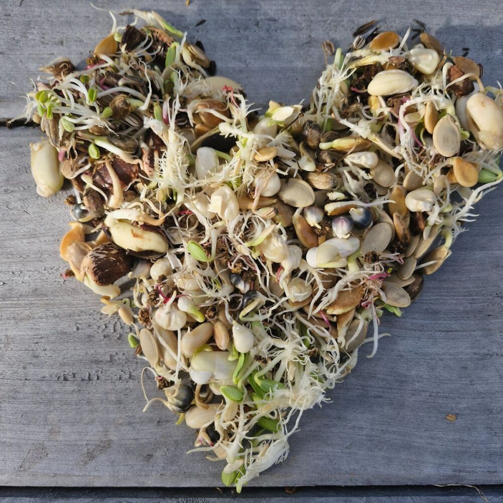 Setha's Seeds NZ Heritage Seeds