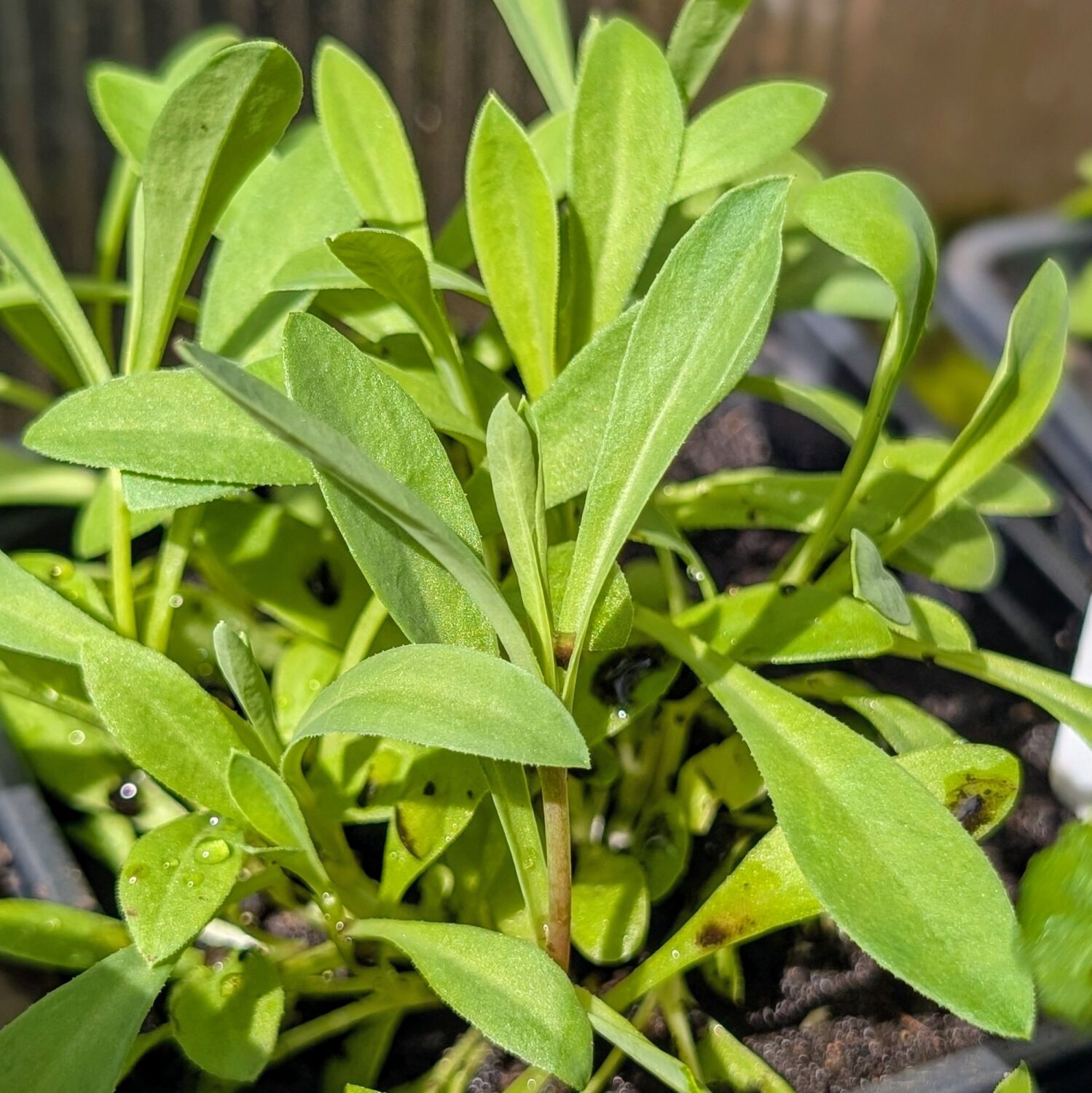 New Leaf Nurseries - Stridolo Plant in a Coir Pot