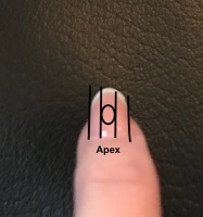 Understanding Apex Placement For Nail Shapes | Blogs - Katie Barnes ...