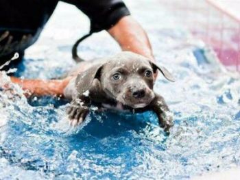 Swimmer Puppy Syndrome - It's Not The End Of The Road - TP Blog