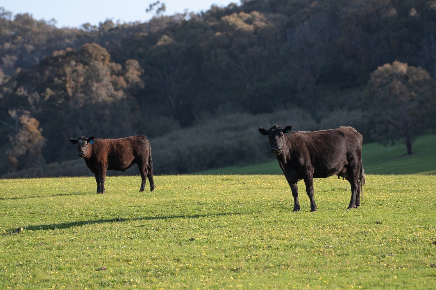 All Life Stages Grain Free Grass Fed Angus Beef