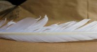 How to revitalise a tired or damaged feather