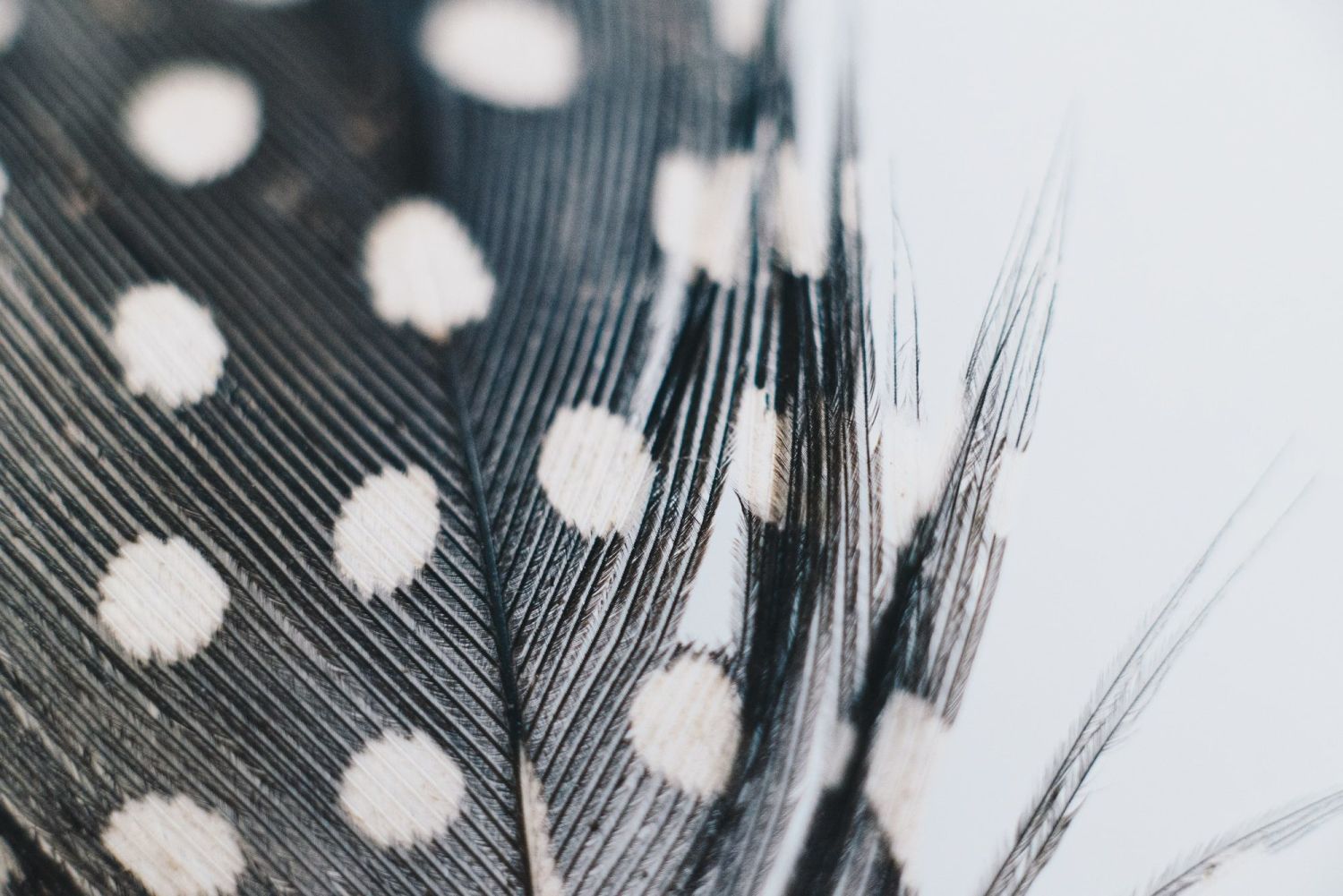 How to revitalise a tired or damaged feather