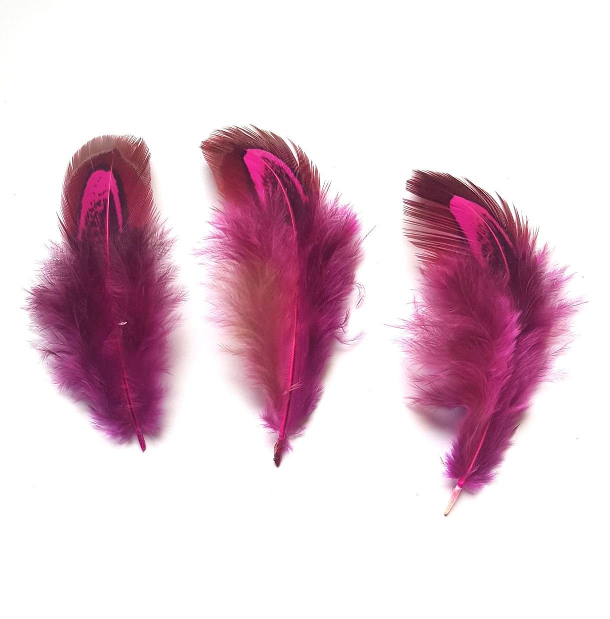 Pink Berry Feathers | Almond Ringneck Feather | Feather Planet