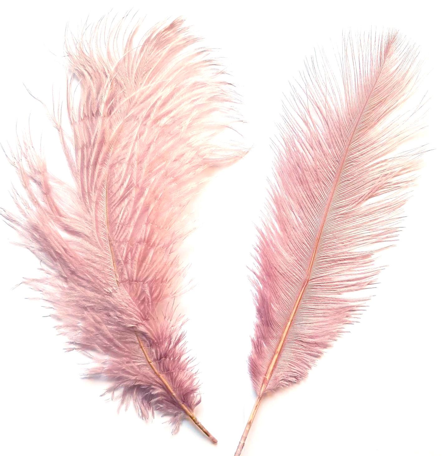 Dusky Rose Pink Ostrich Feathers Clearout | Feather Planet