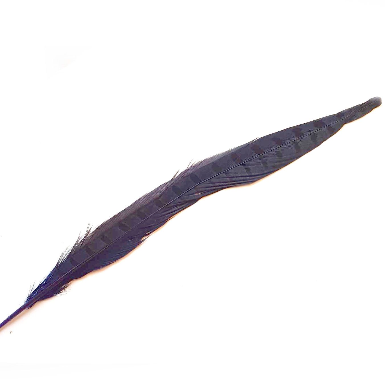 Blue Pheasant Tail Feather : Clearance | Feather Planet