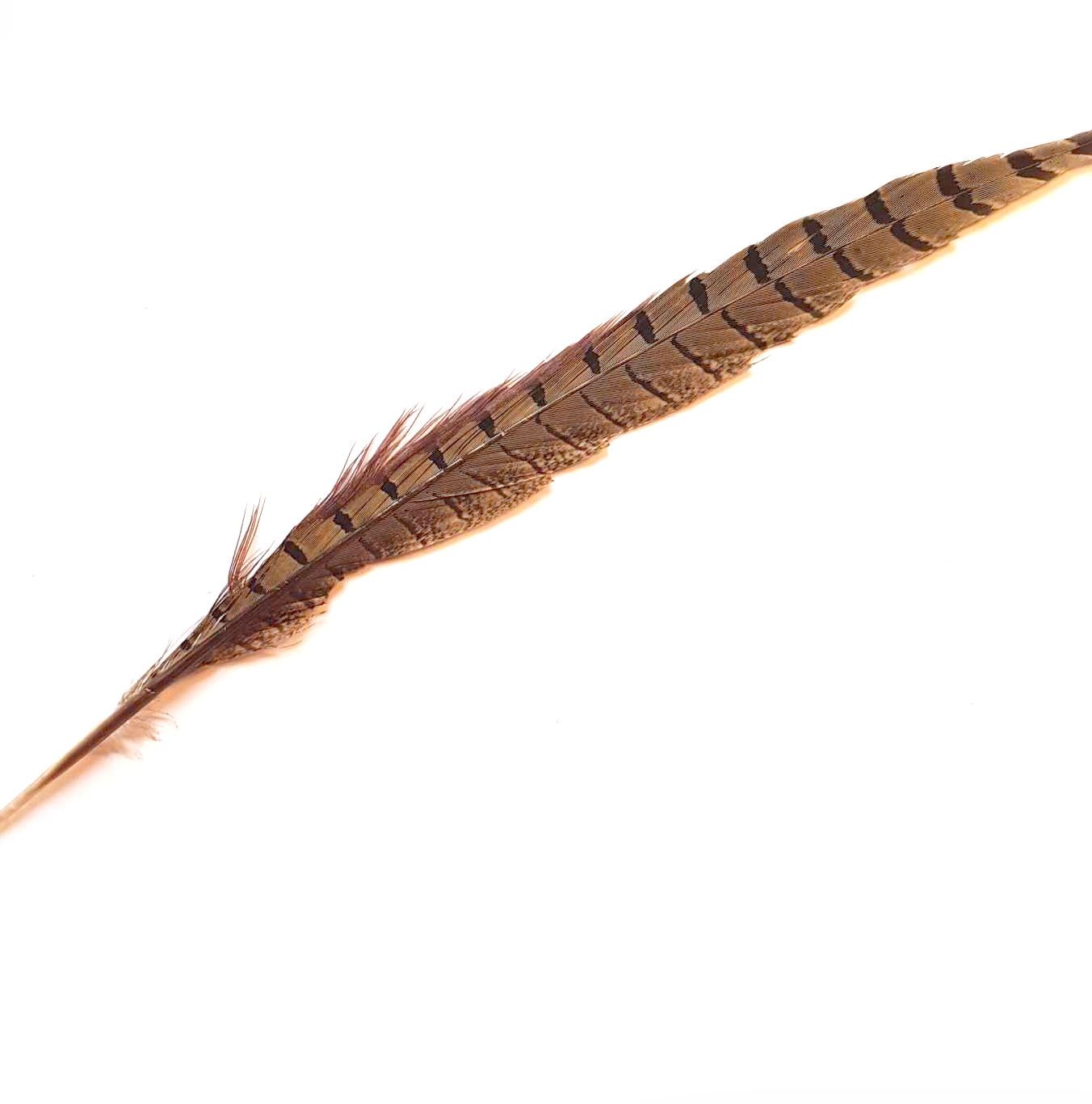 Natural Pheasant Tail Feather | Clearance | Feather Planet