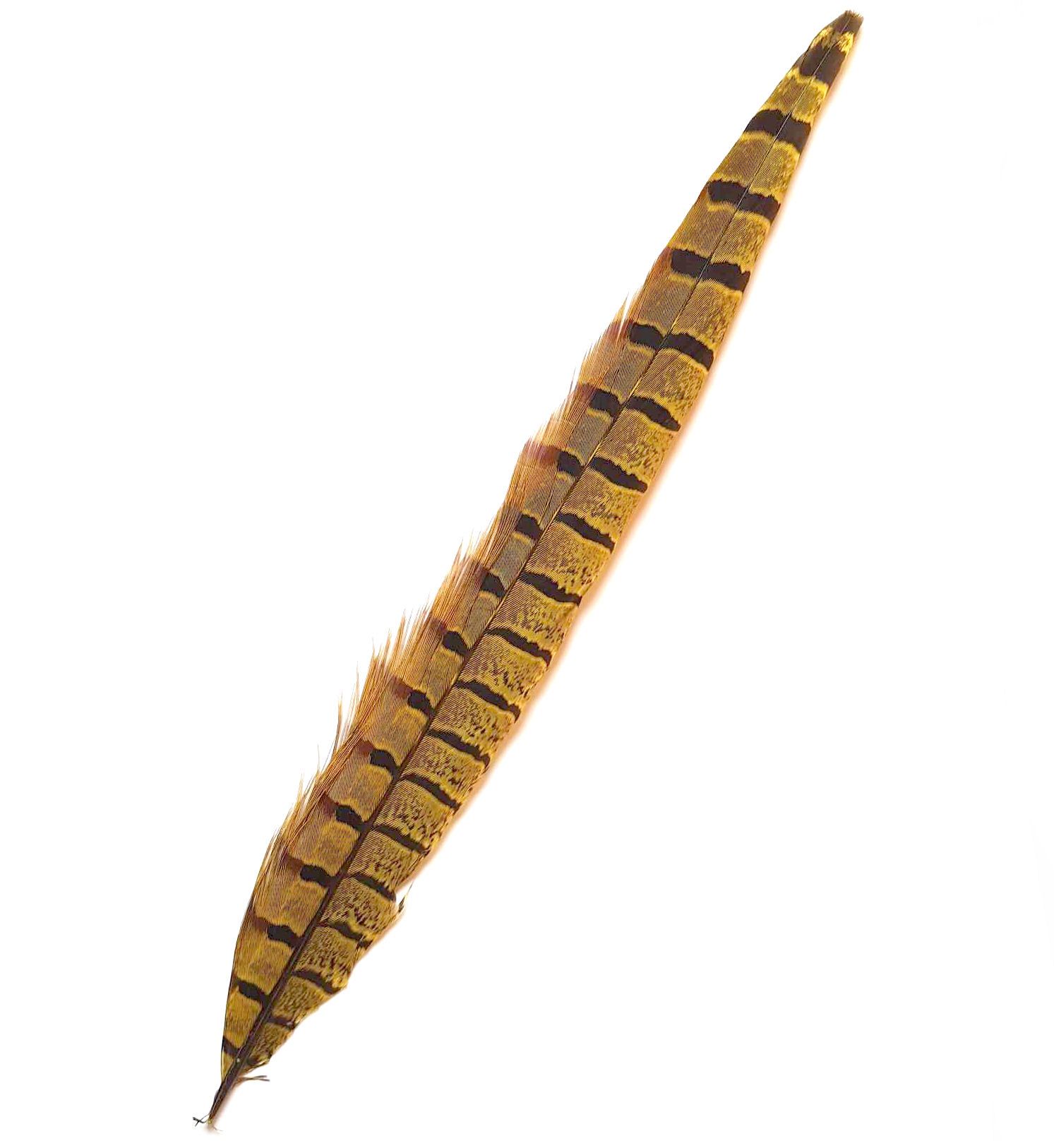 Yellow Pheasant Tail Feather : Long | Feather Planet