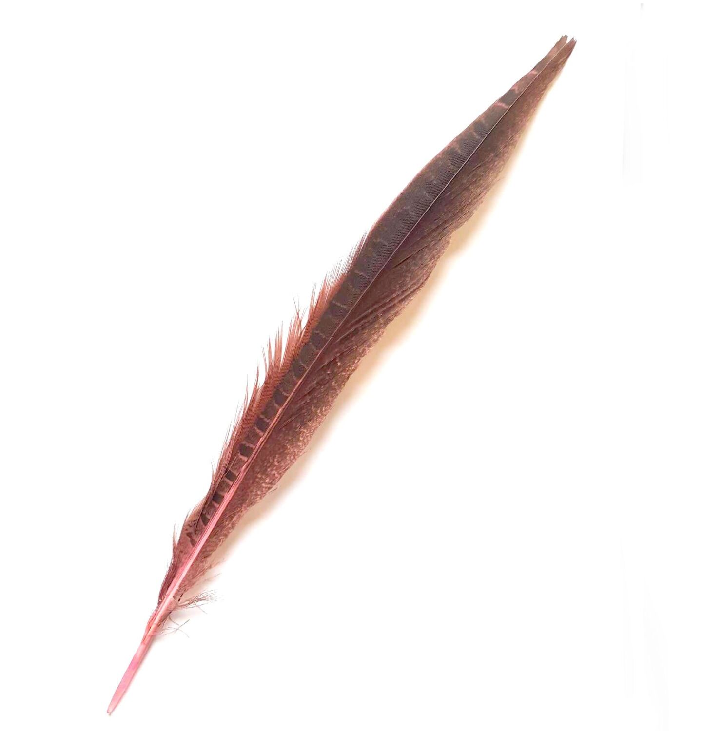 Light Pink Pheasant Tail Feather : Long | Feather Planet