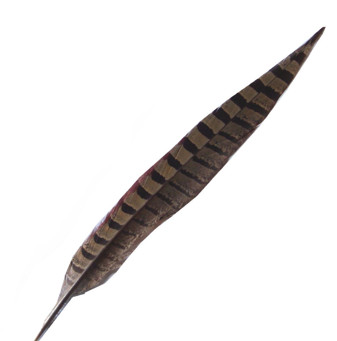 Natural Pheasant Tail Feather : Long | Feather Planet