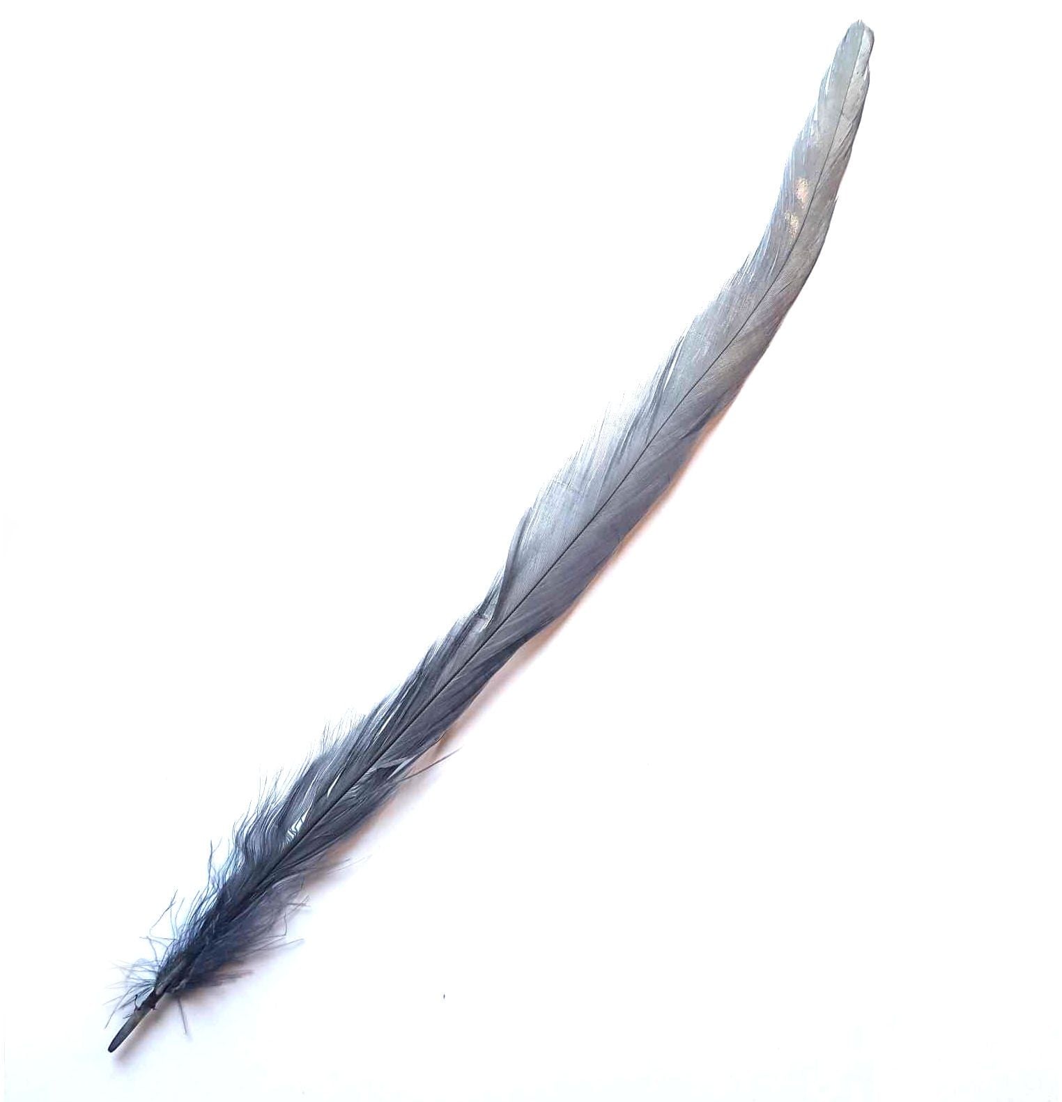 Silver Grey Rooster Coque Tail Feathers | Feather Planet