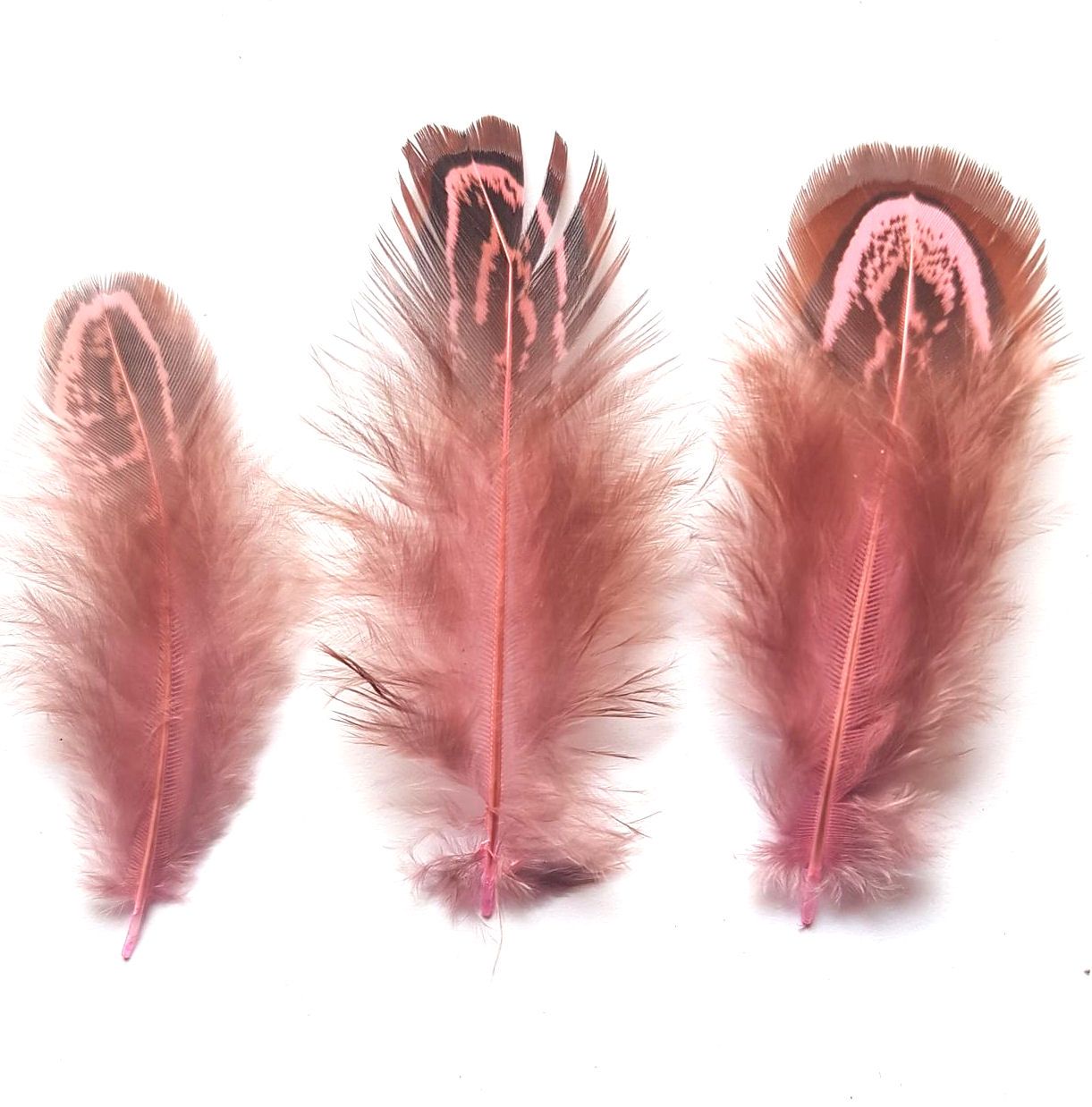 Light Pink Feathers | Almond Ringneck Feather | Feather Planet