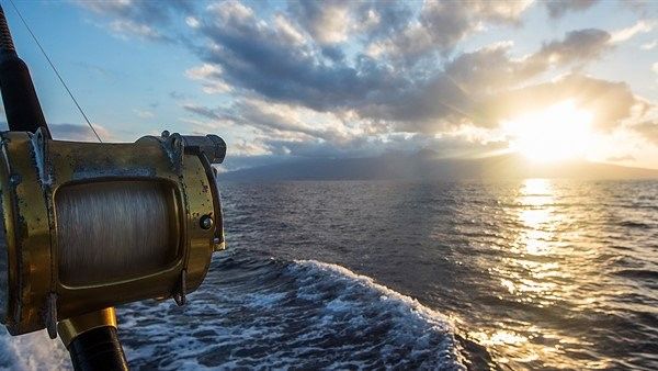 Shark Conservation - ways to help sharks, shark, help sharks with The ...