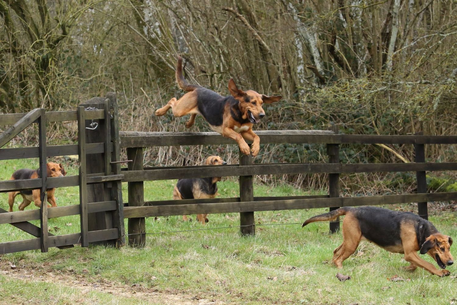 History of the Bloodhound