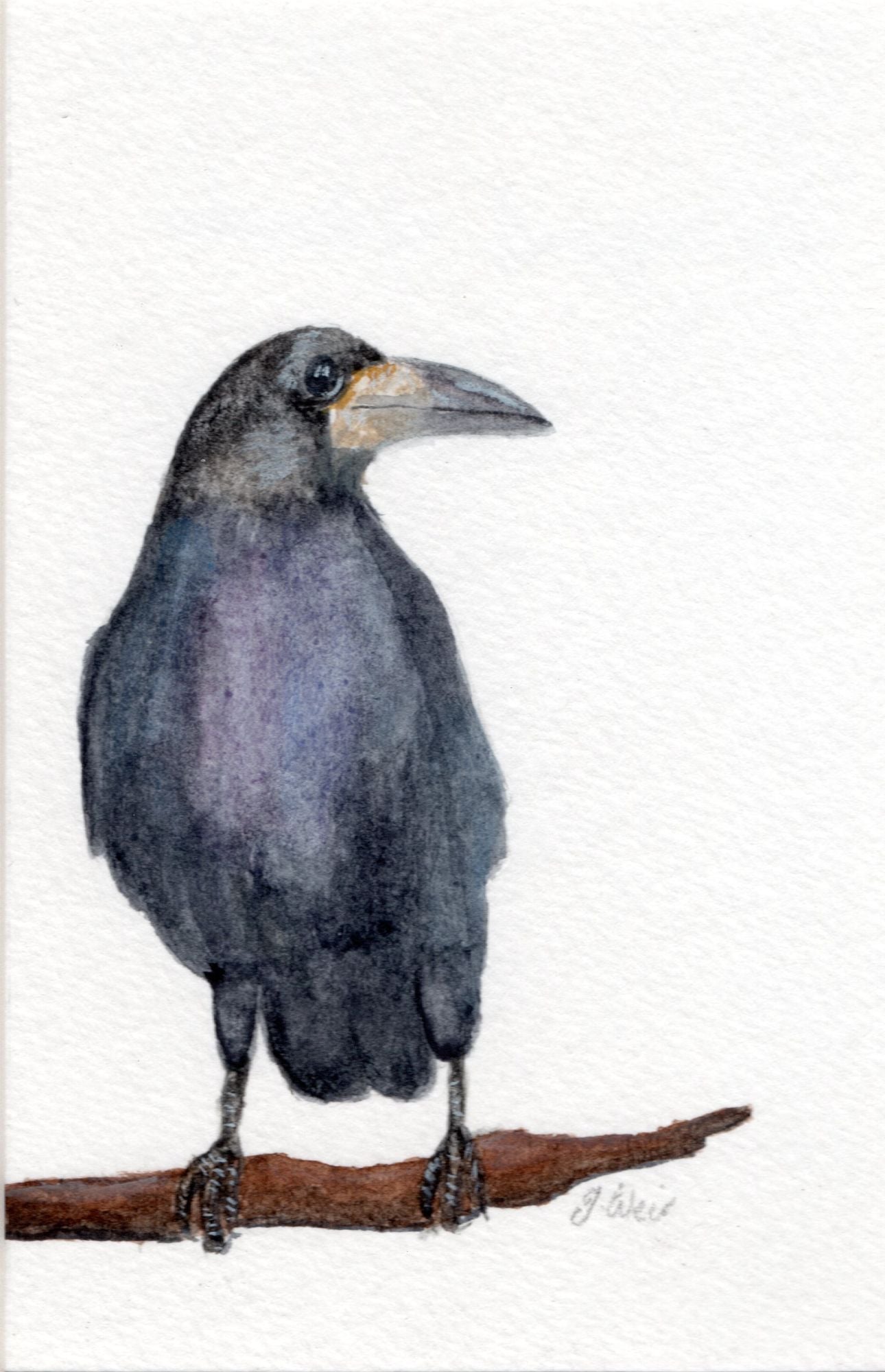 rook-bird-crow-corvid-raven-watercolour-fantasy-magical-watercolor ...
