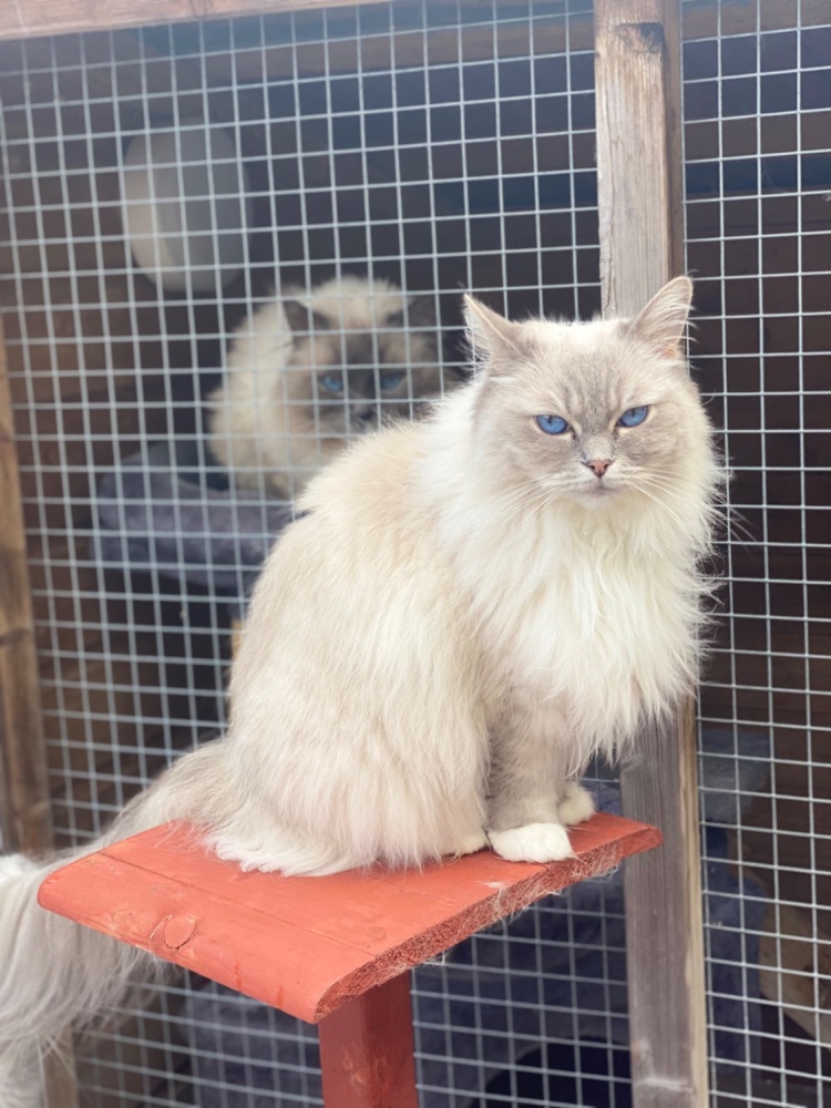 Ragdoll rescue rehoming