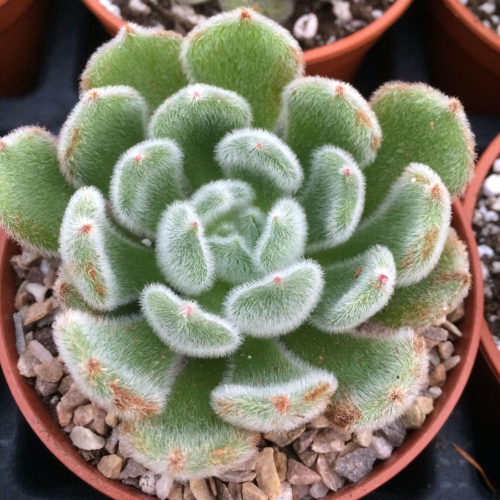 Echeveria setosa 9cm