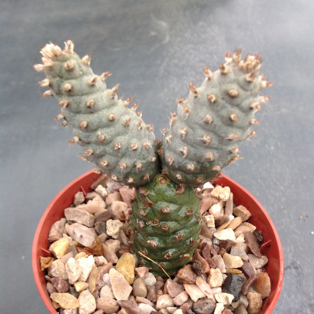 Opuntia strobiliformis