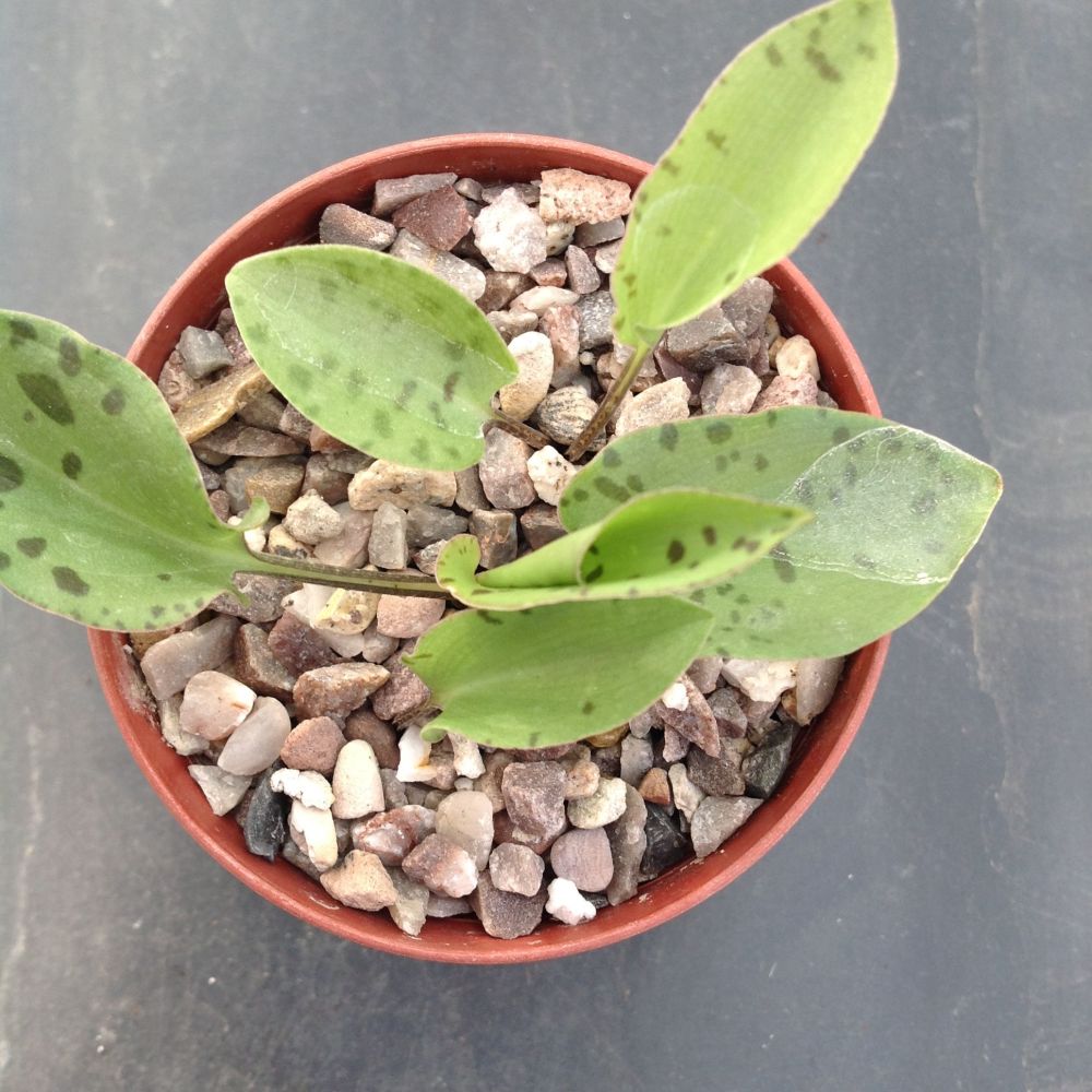 Drimiopsis maculata 9cm