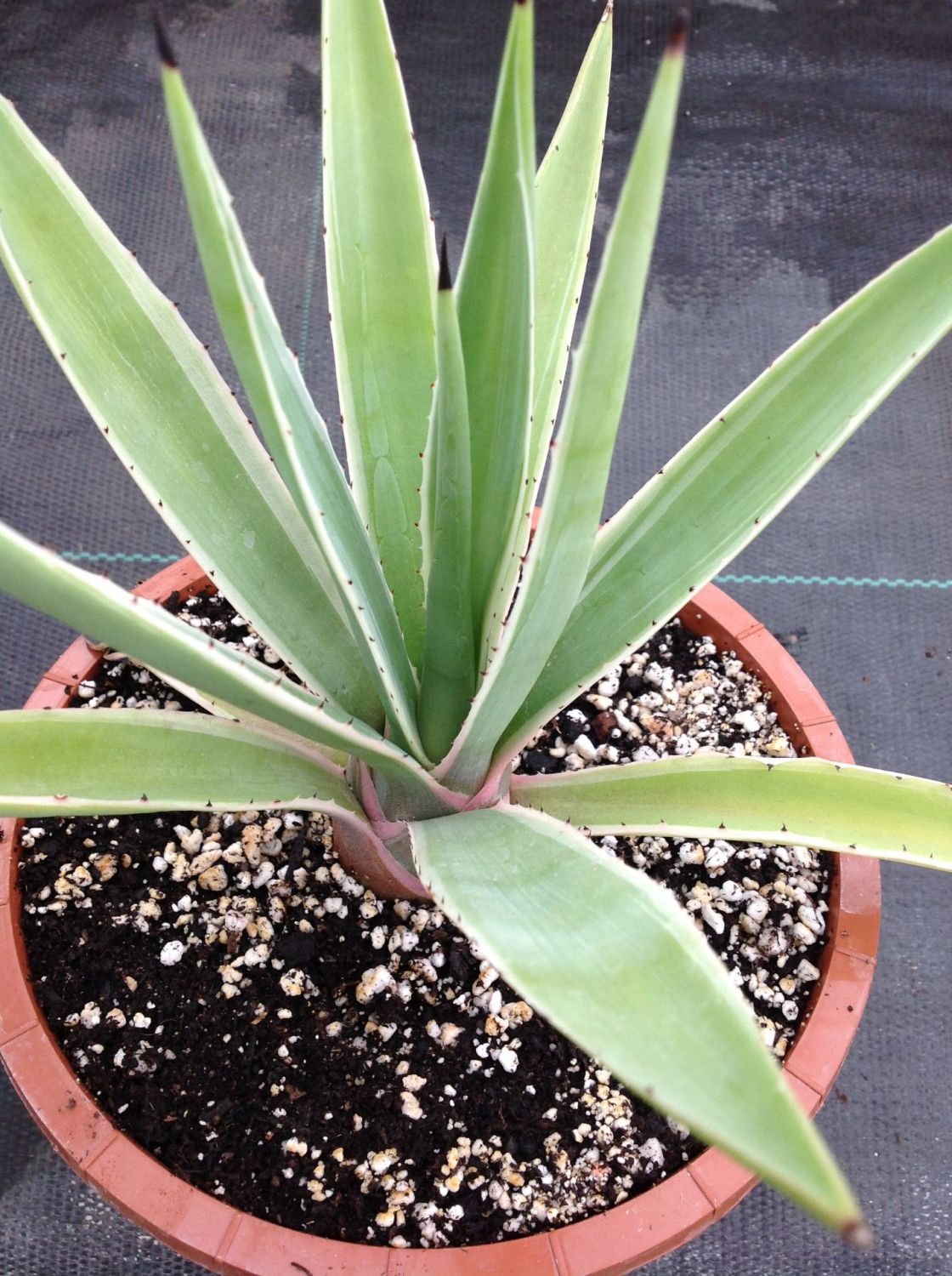 Agave angustifolia marginata