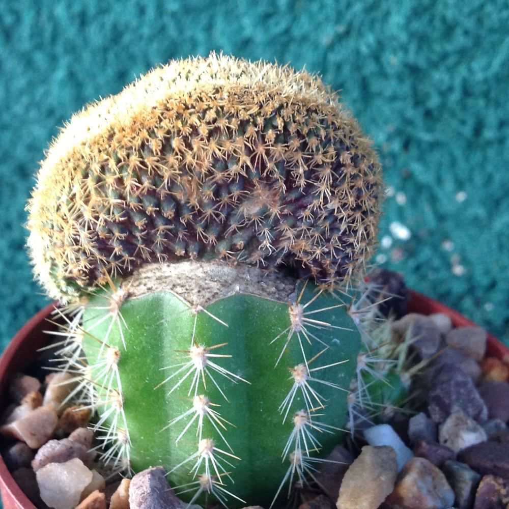 Cacti - Shop - Page 1