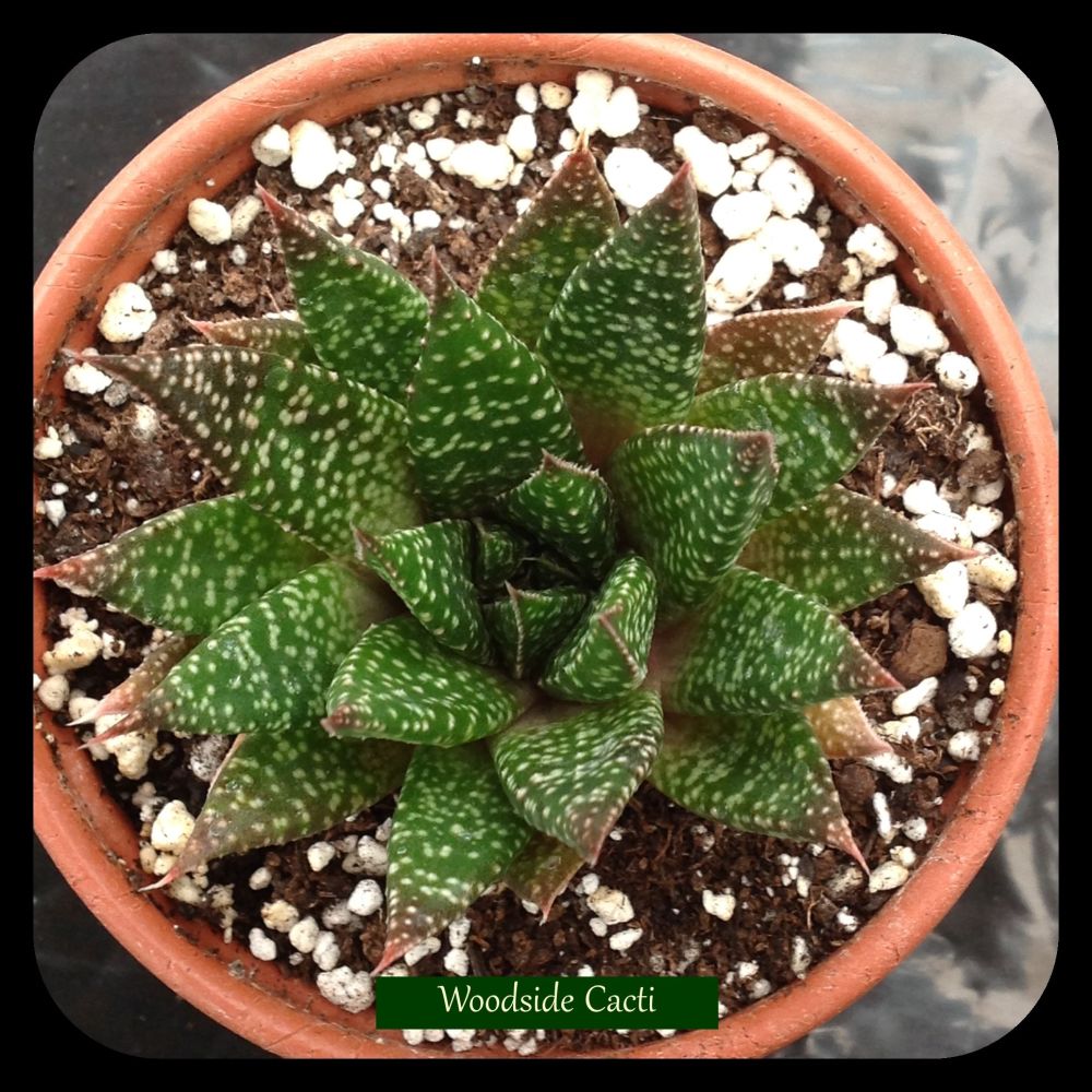 Succulents - Shop