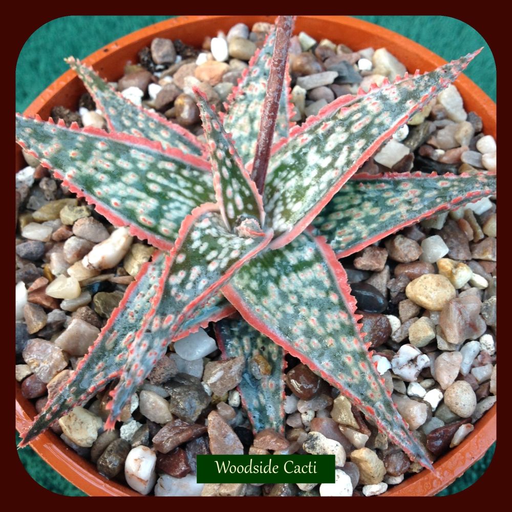 Aloe cv Donnie 9cm