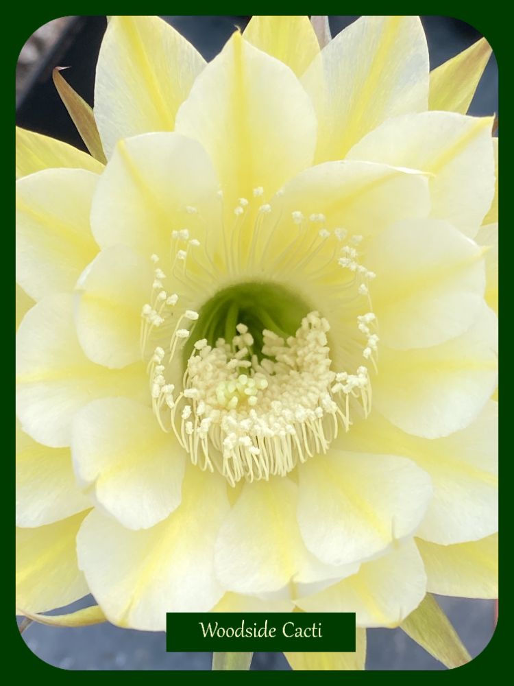Echinopsis Schick Hybrids - Shop