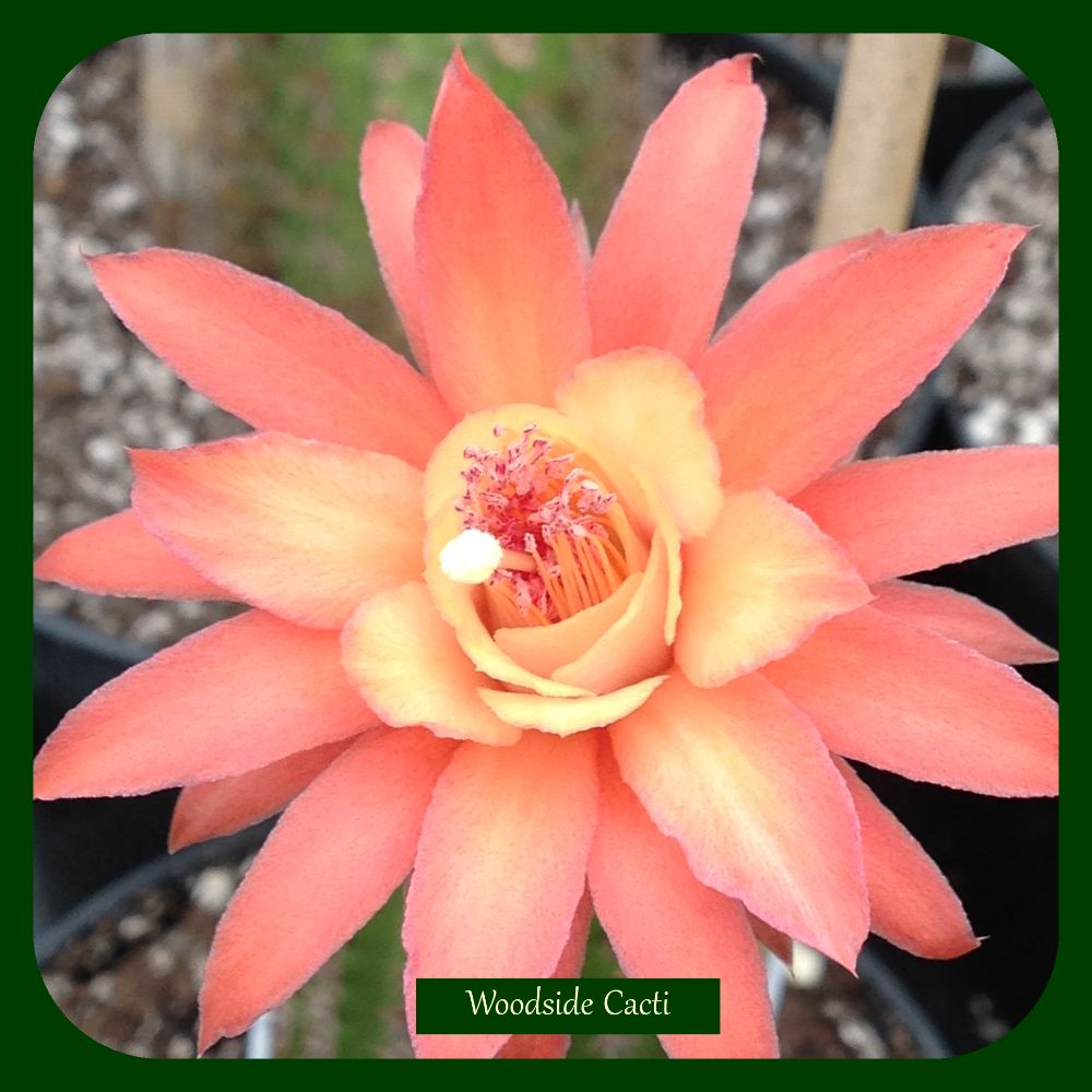 Hildewinteras - Shop