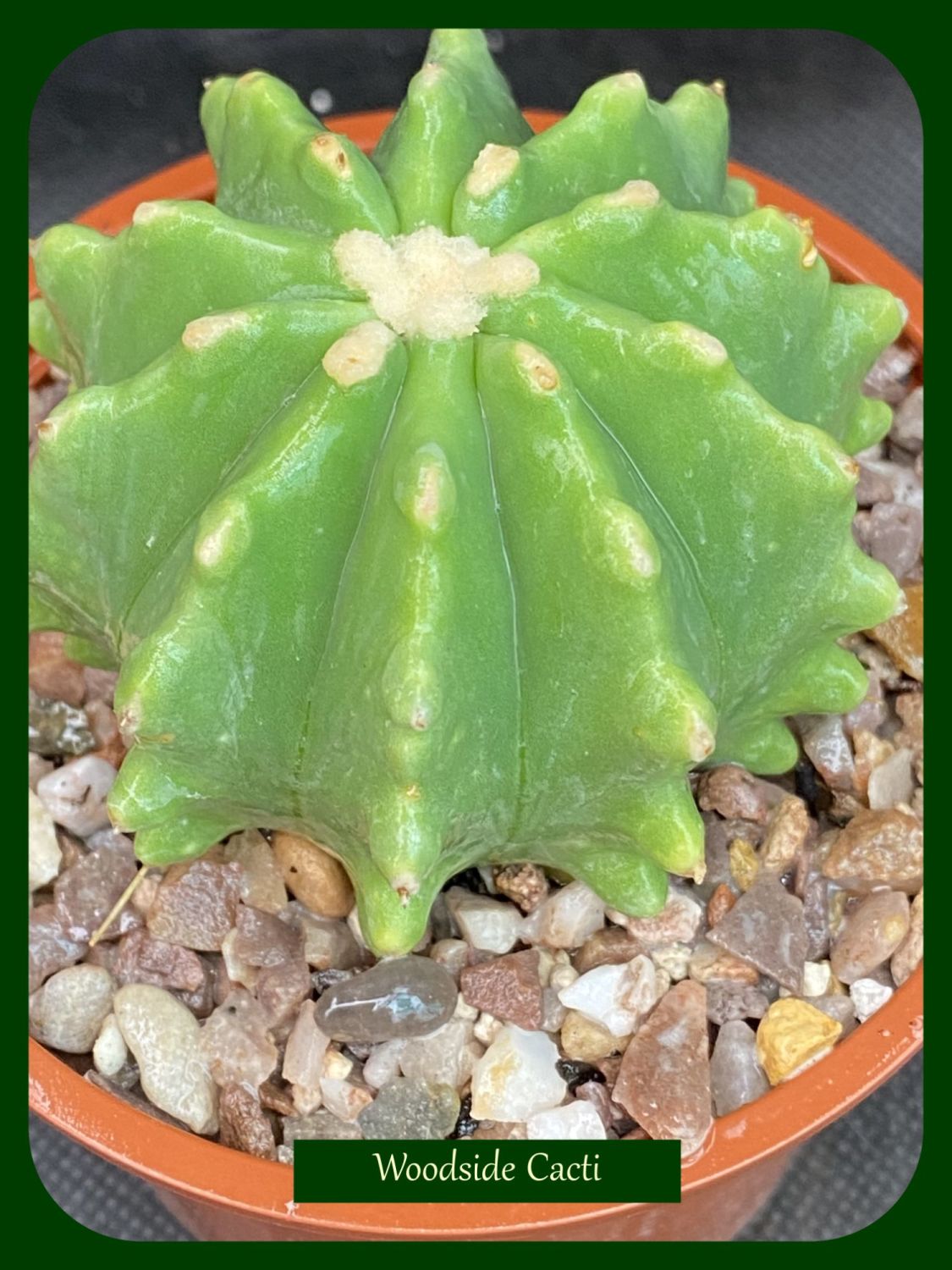 Ferocactus glaucescens inermis 9cm