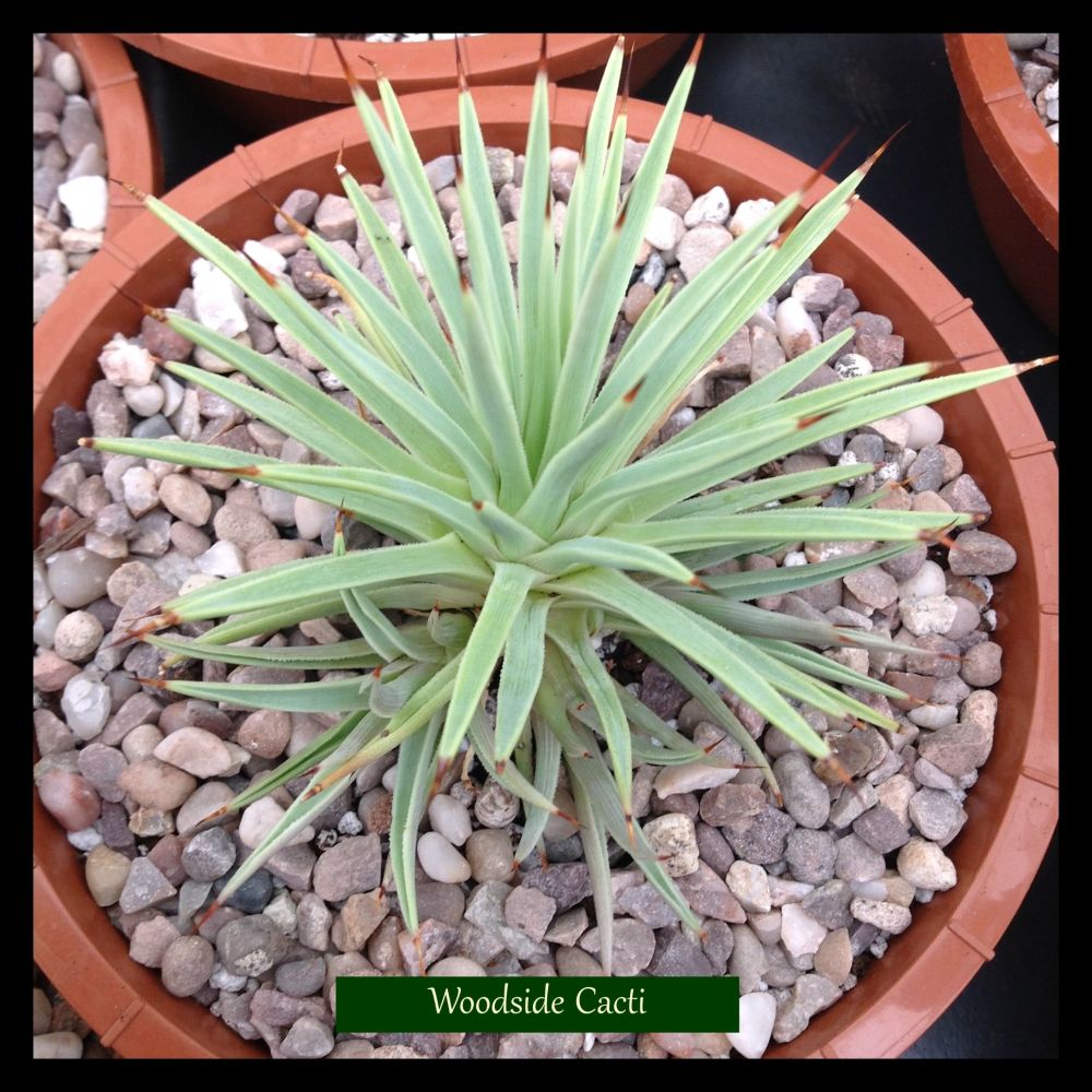 Agave Stricta V Nana 16cms Bowl