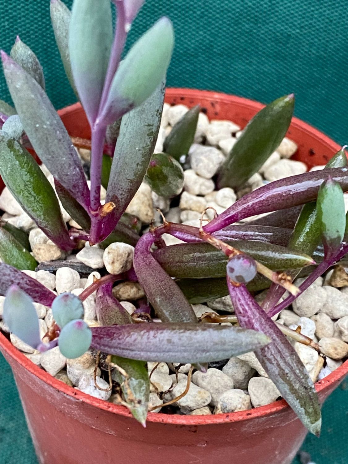 Othonna capensis 9cm