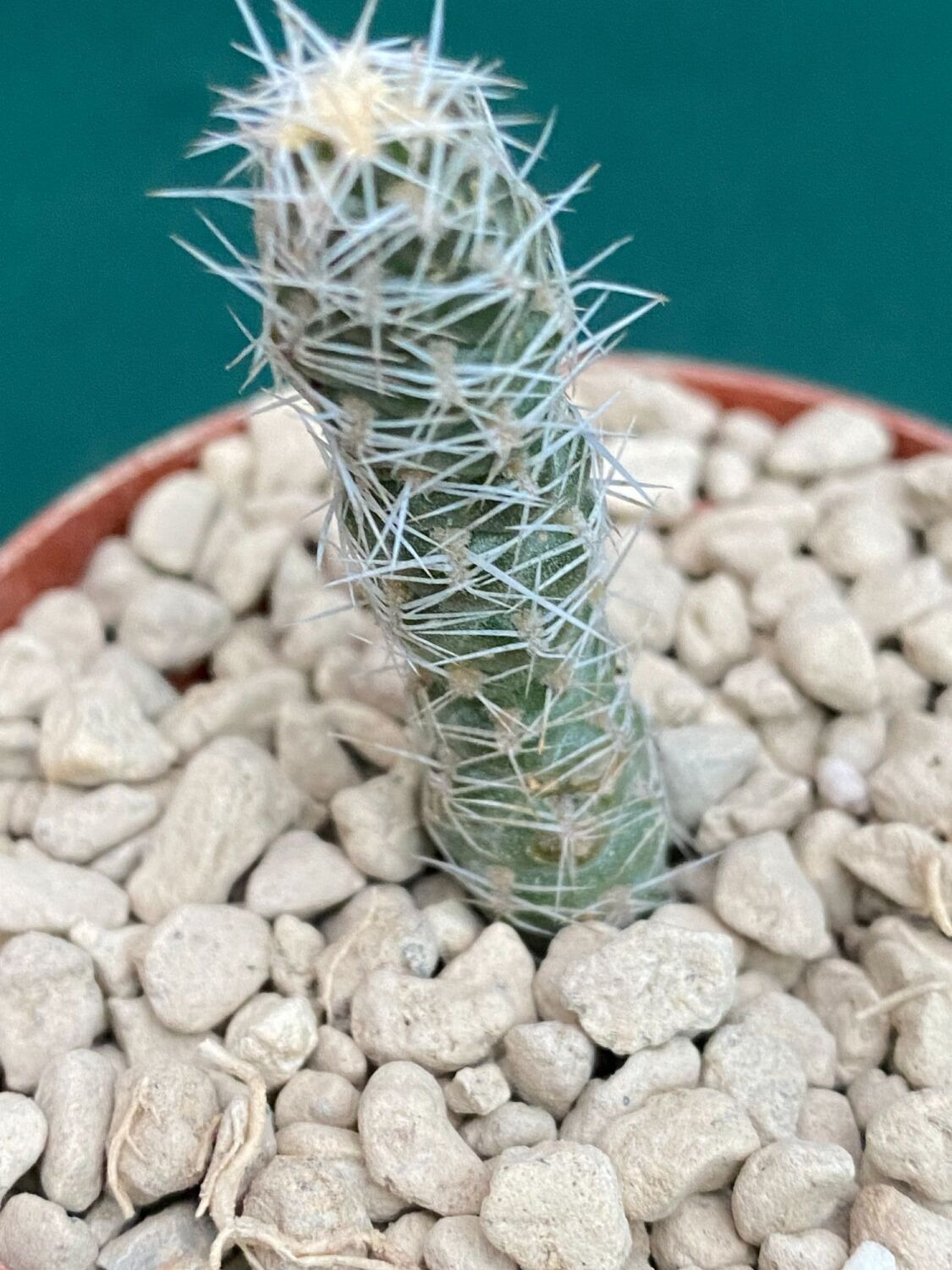 Tephrocactus weberi 6.5cm