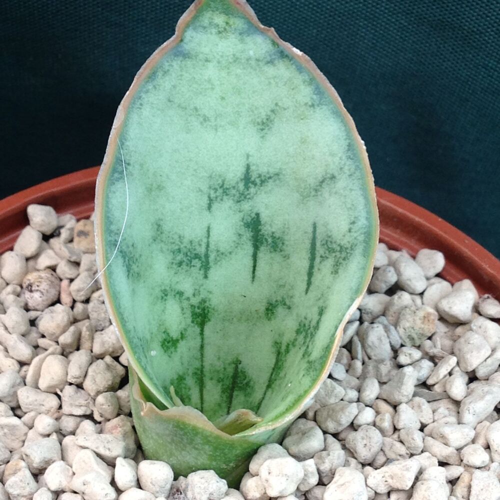 Sansevieria kirkii cv Silver Blue 10.5cm