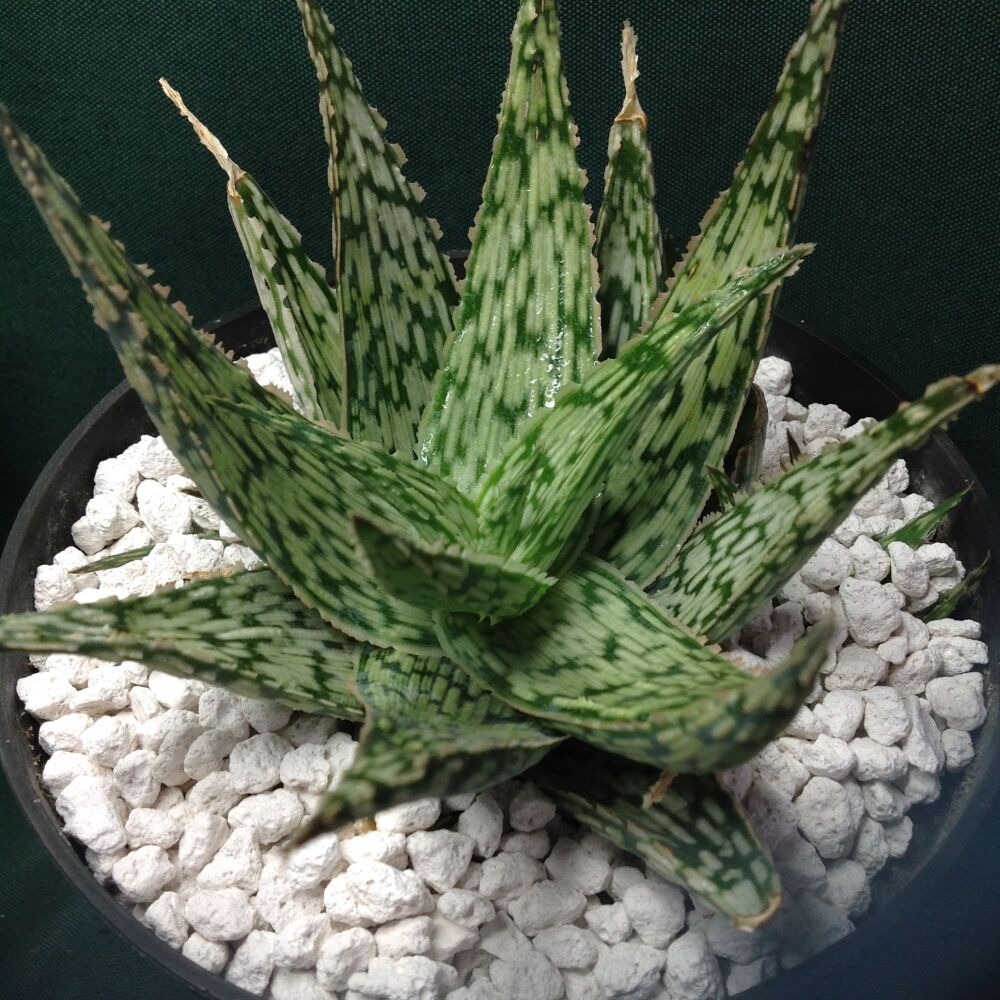 Aloe cv Lizard Lips 1 Litre