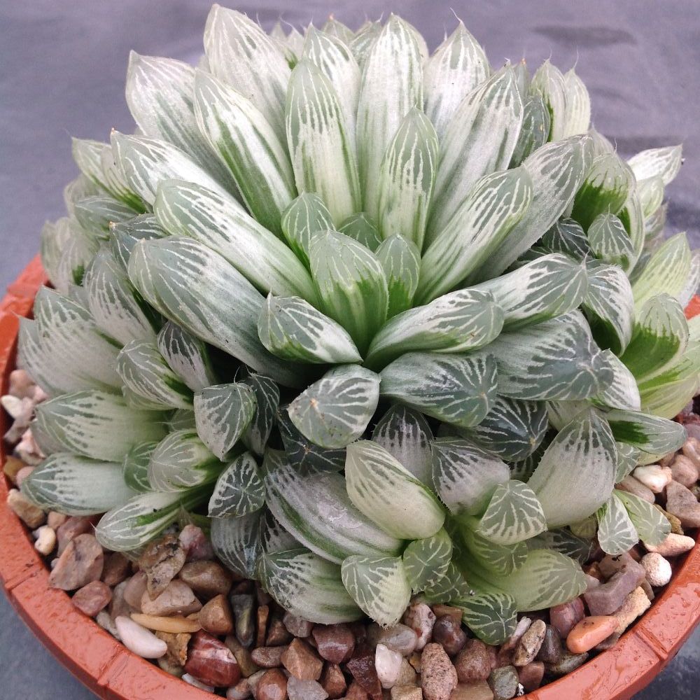 Haworthias - Shop