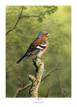 Nigel Artingstall - British Wildlife Artist, Limited Edition Art Prints ...